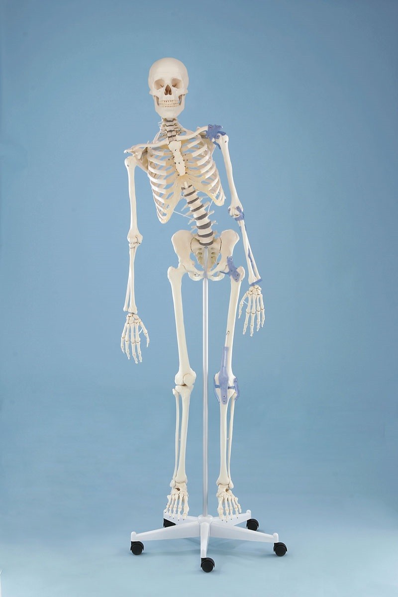 Esqueleto Real